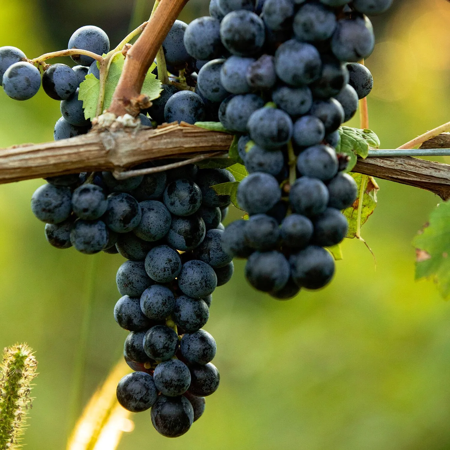 Wine Club - Dablon Vineyards & Winery