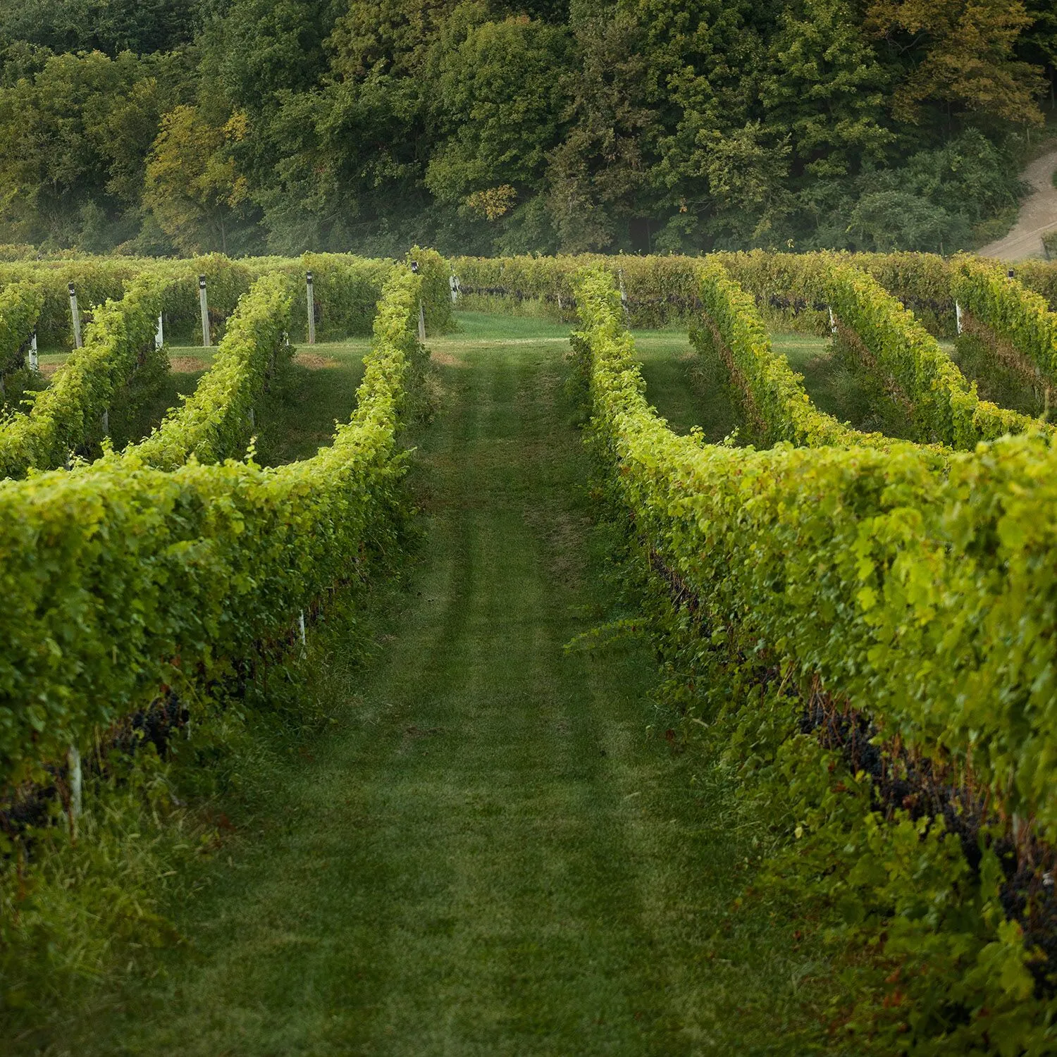 Wine Club - Dablon Vineyards & Winery