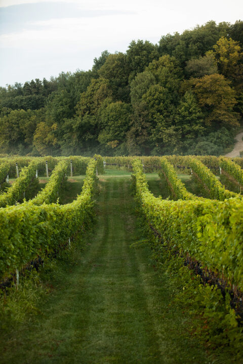 Dablon Vineyards & Winery | World Class Wines Grown in Michigan