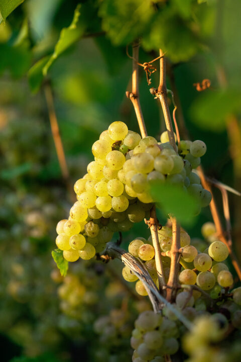 Dablon Vineyards & Winery | World Class Wines Grown in Michigan