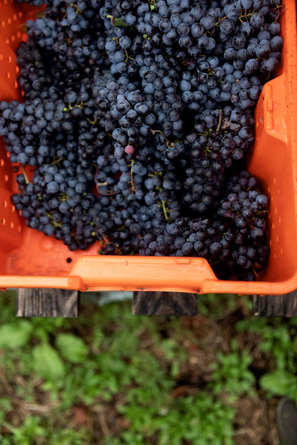 About - Dablon Vineyards & Winery